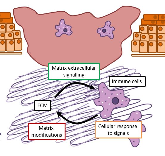 Manchester and the Immuno-Matrix – Research Hive