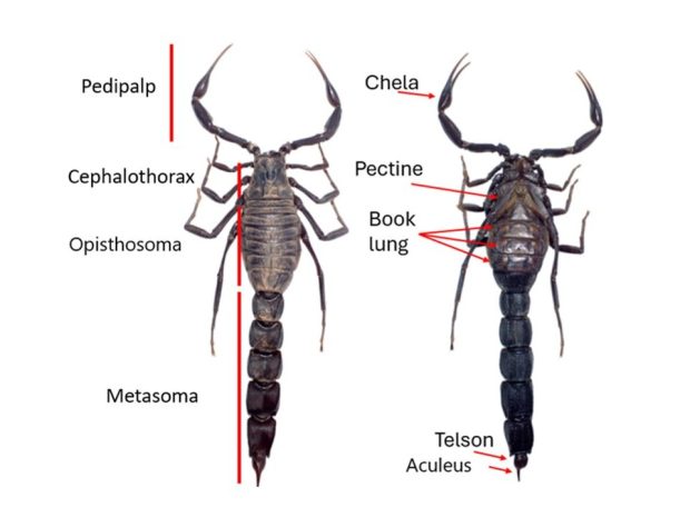 A (Very) Brief Introduction to Scorpionism – Research Hive