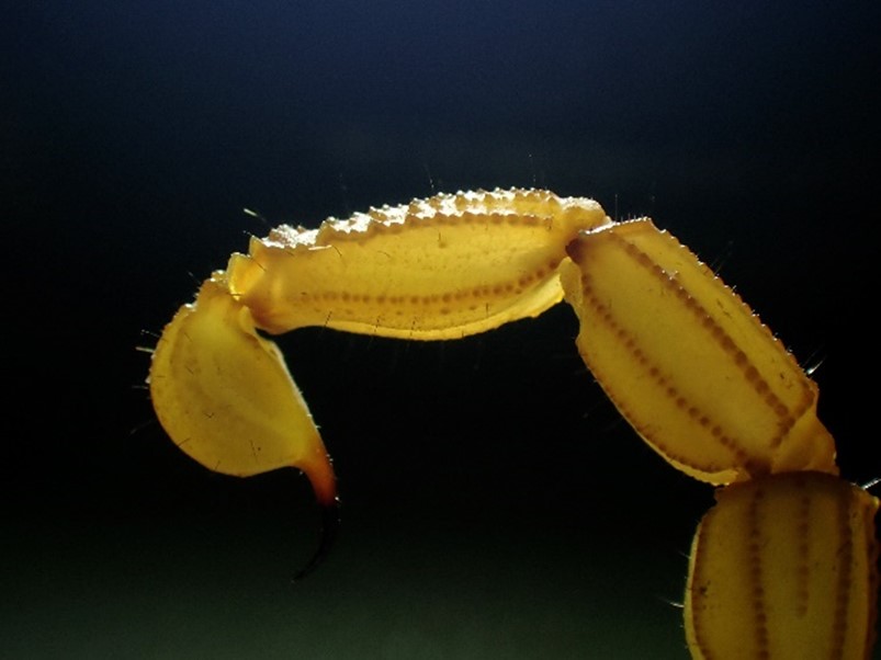 A (Very) Brief Introduction to Scorpionism – Research Hive